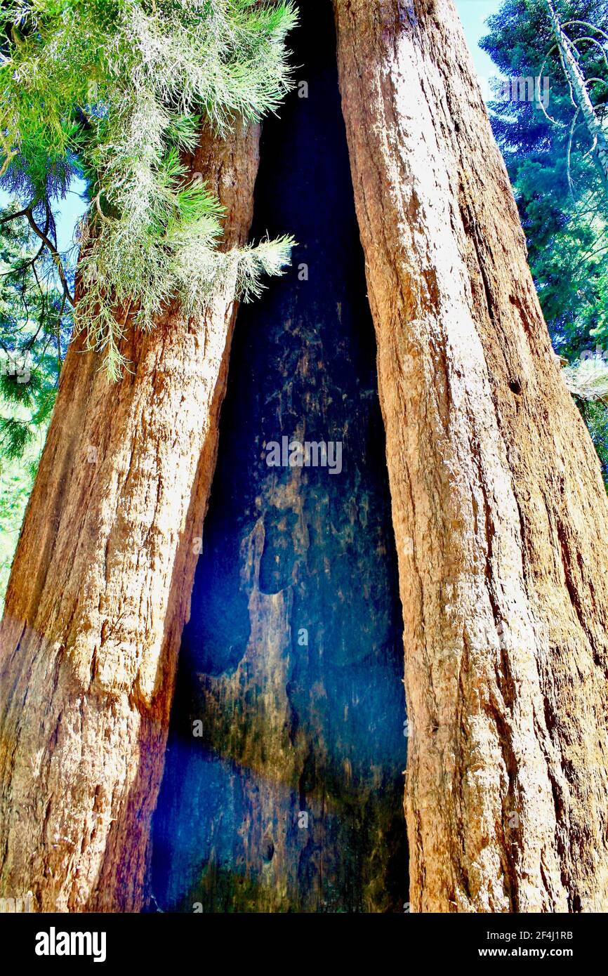 Giant California Redwood Tree, Hollowed Trunk, Sequoia National Park ...