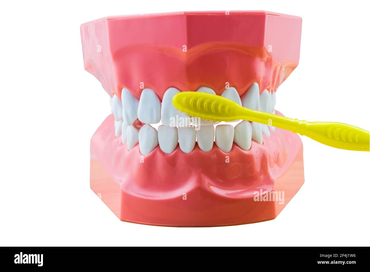 Big tooth model and toothbrush on white background.Saved with clipping ...