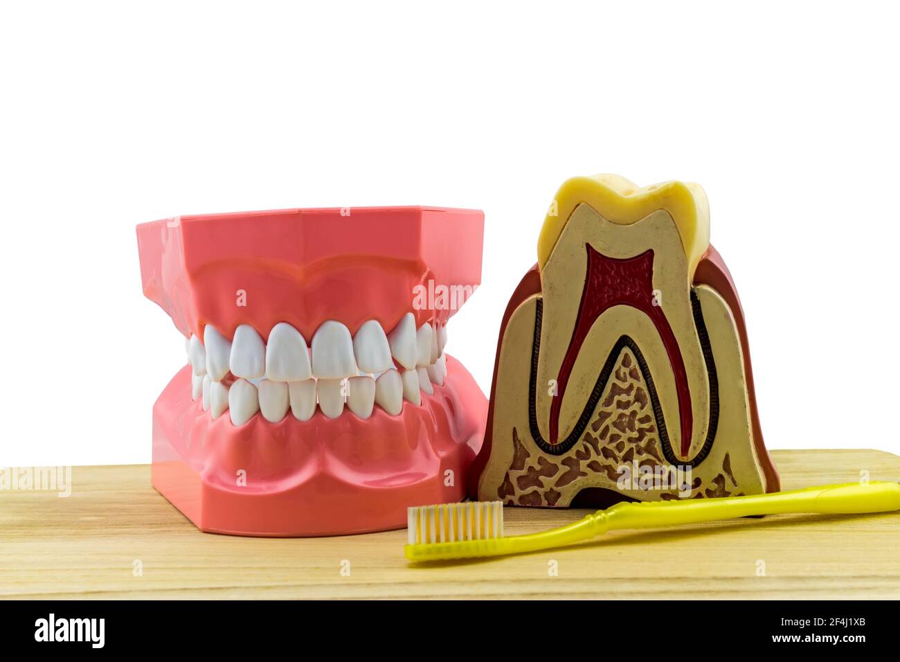 Big tooth model and toothbrush on wooden isolated on white background ...