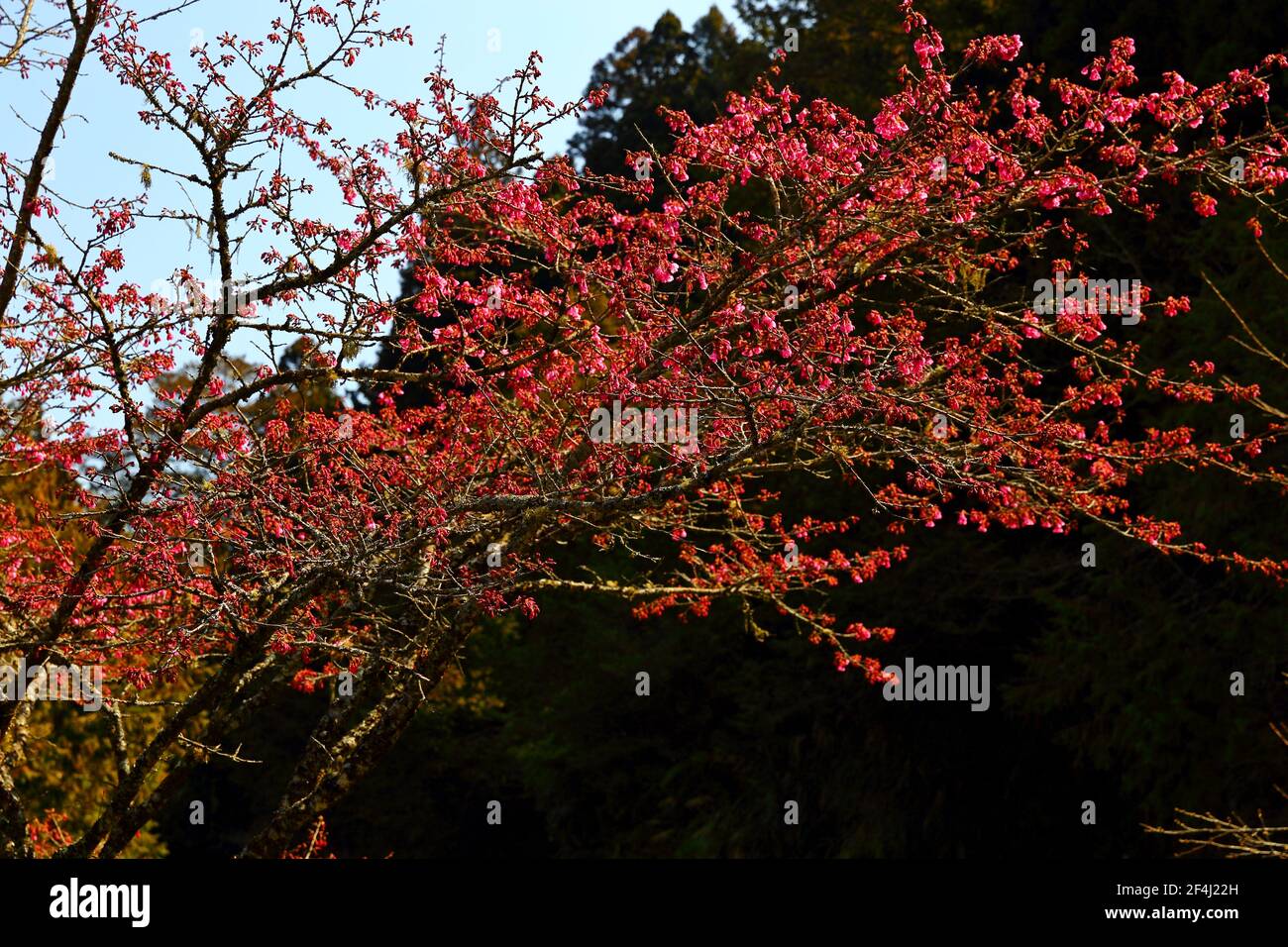 Beautiful Cherry Blossom in Alishan National Forest Recreation Area ...