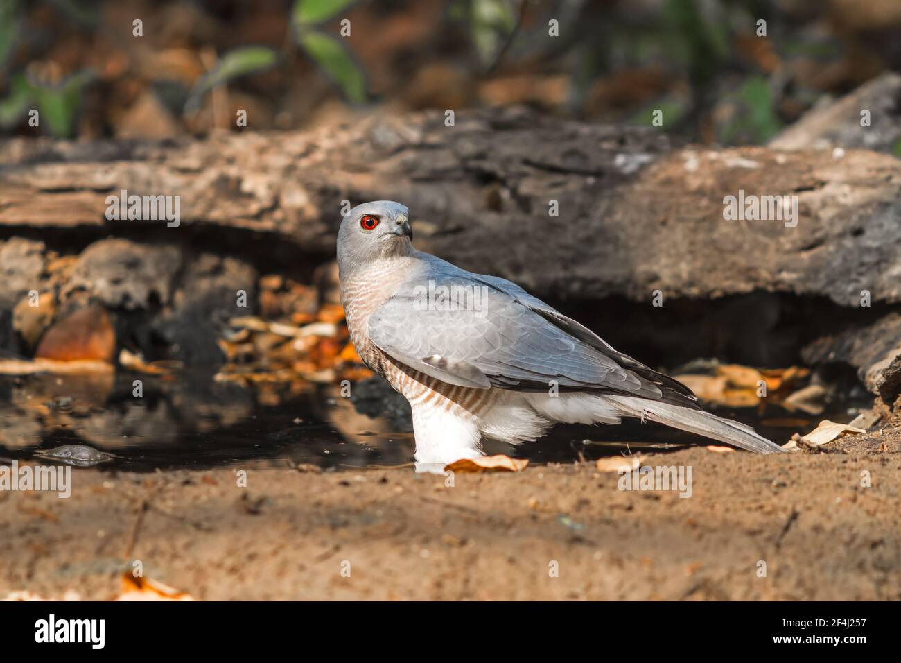 Female shikra hi-res stock photography and images - Alamy