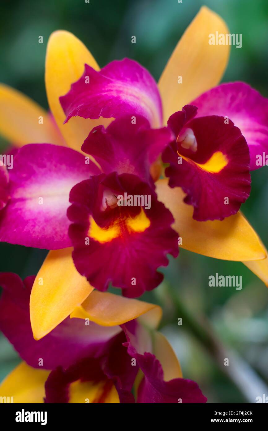 Cattleya orchid Stock Photo - Alamy