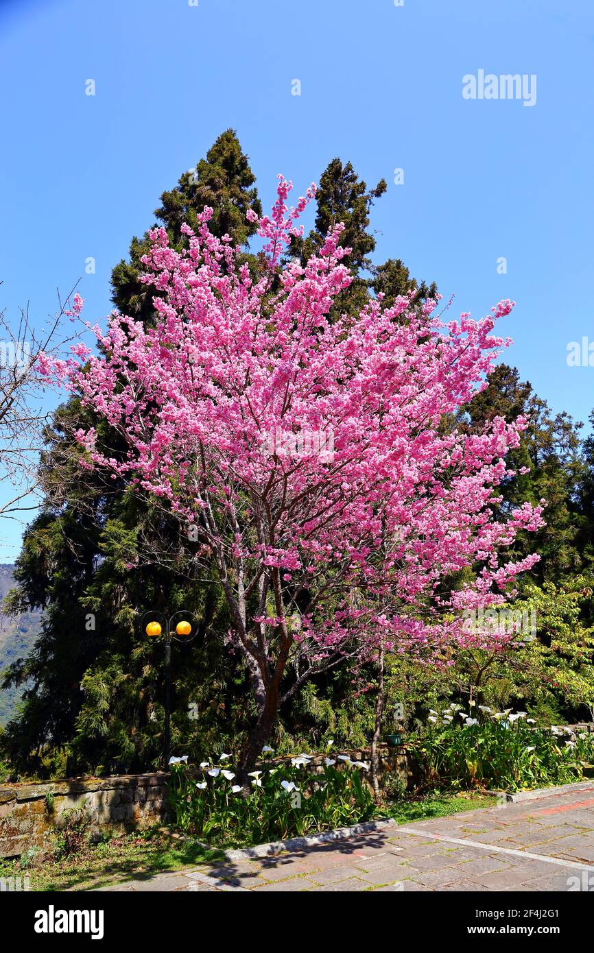 Beautiful Cherry Blossom in Alishan National Forest Recreation Area ...
