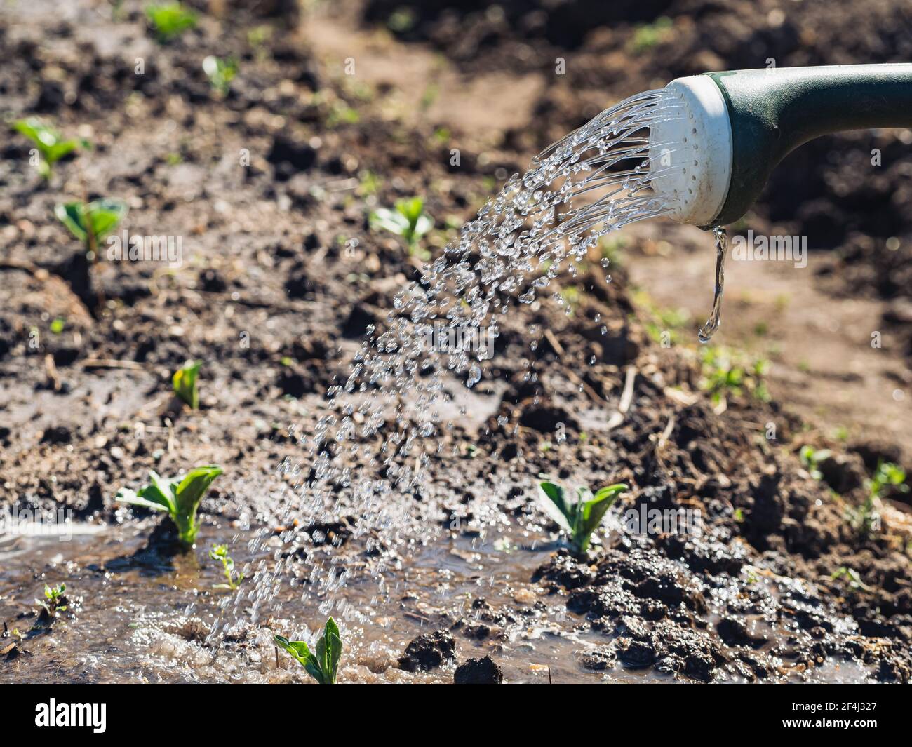 Watering fava beans with a water bucket Stock Photo - Alamy