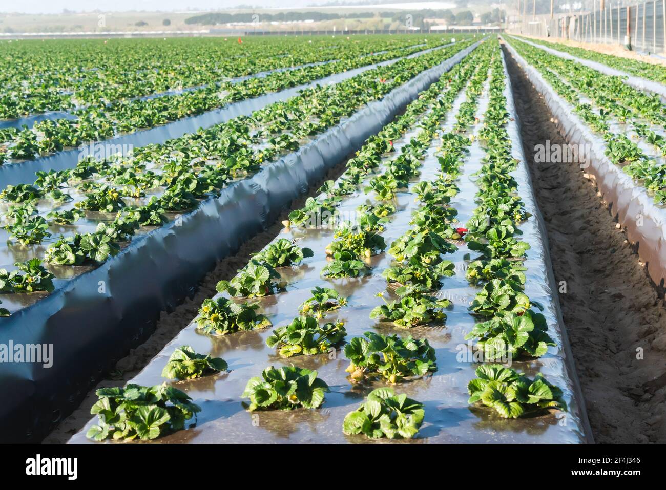 Agricultural field strawberry plants. Industry, modern farming ...