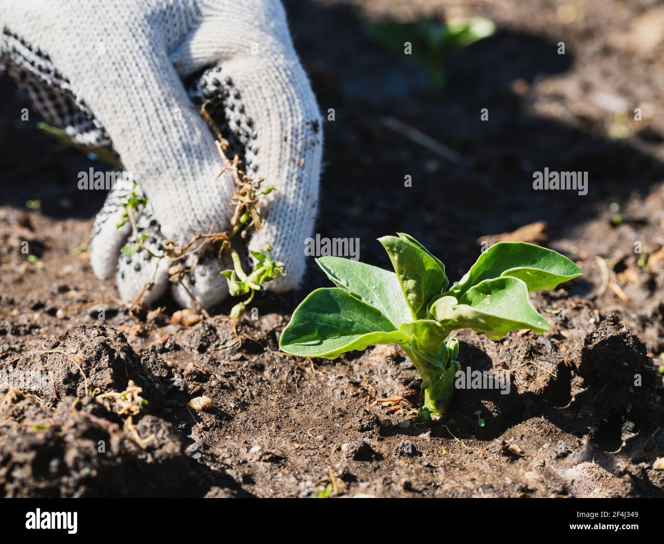 Weeding young fava beans in the early spring. Farmer's hand in the ...
