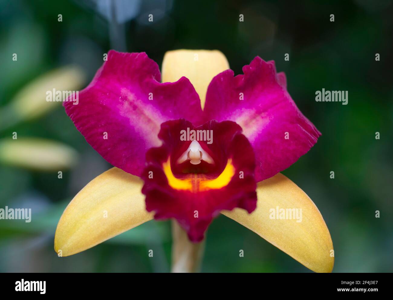 Cattleya flower hi-res stock photography and images - Alamy