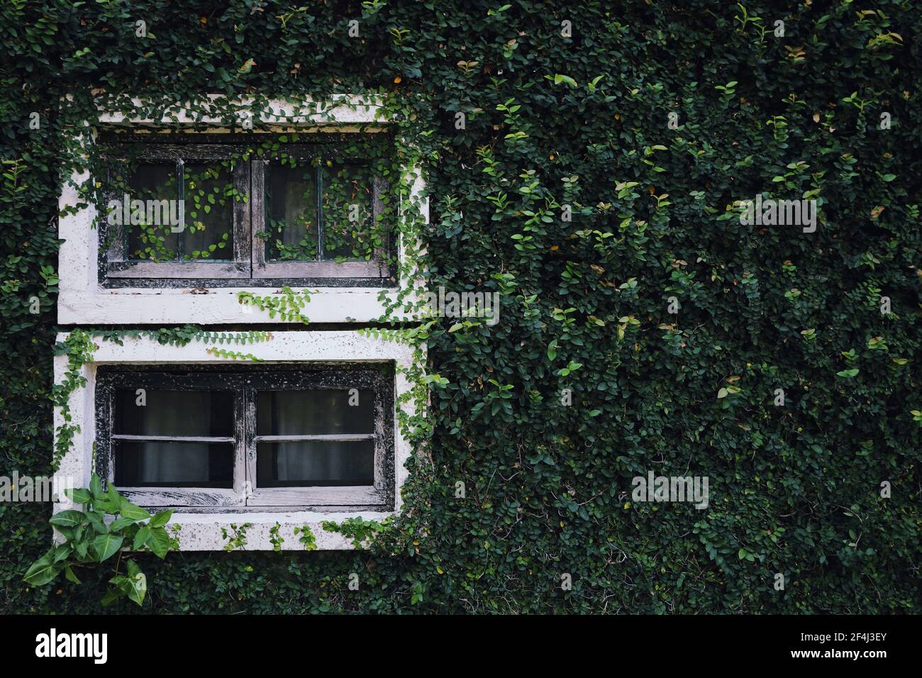 Window with green leaves background texture Stock Photo - Alamy