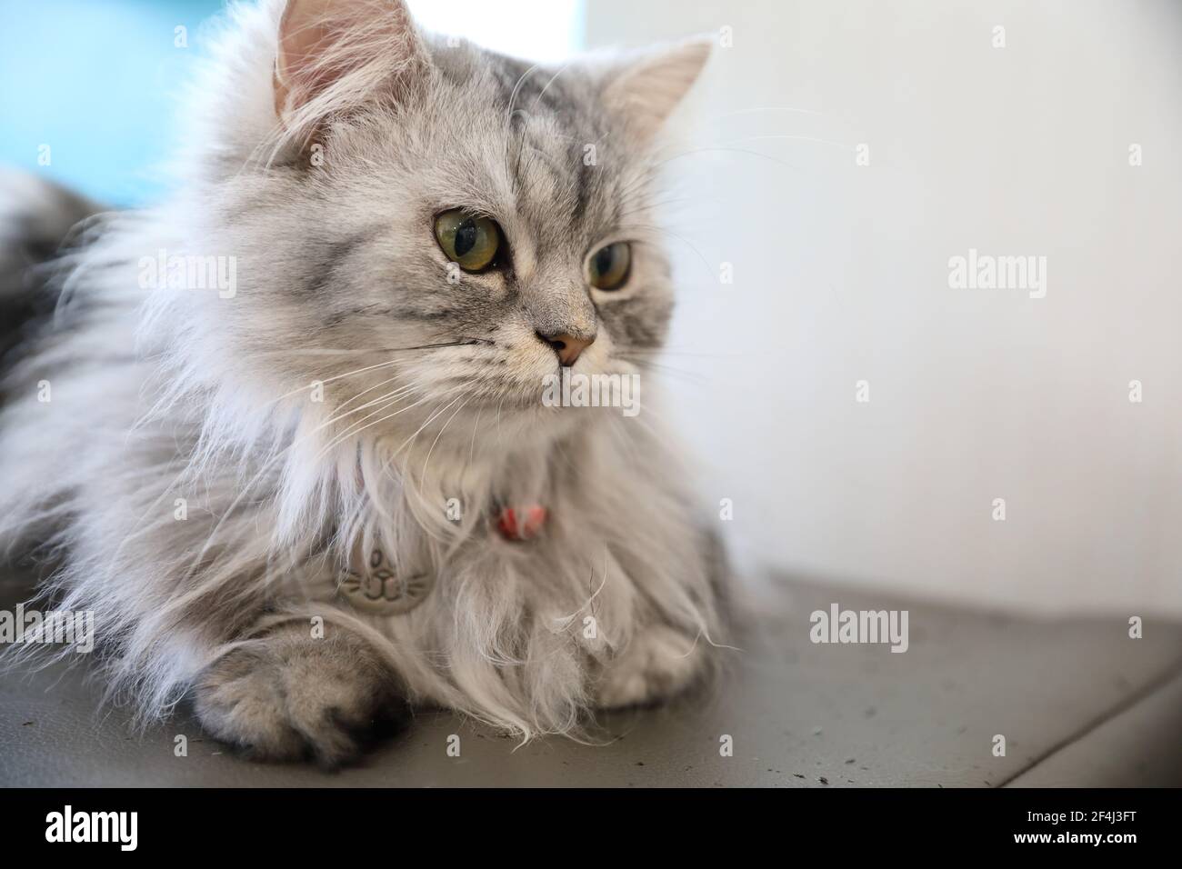 Cute cat looking relax Stock Photo - Alamy