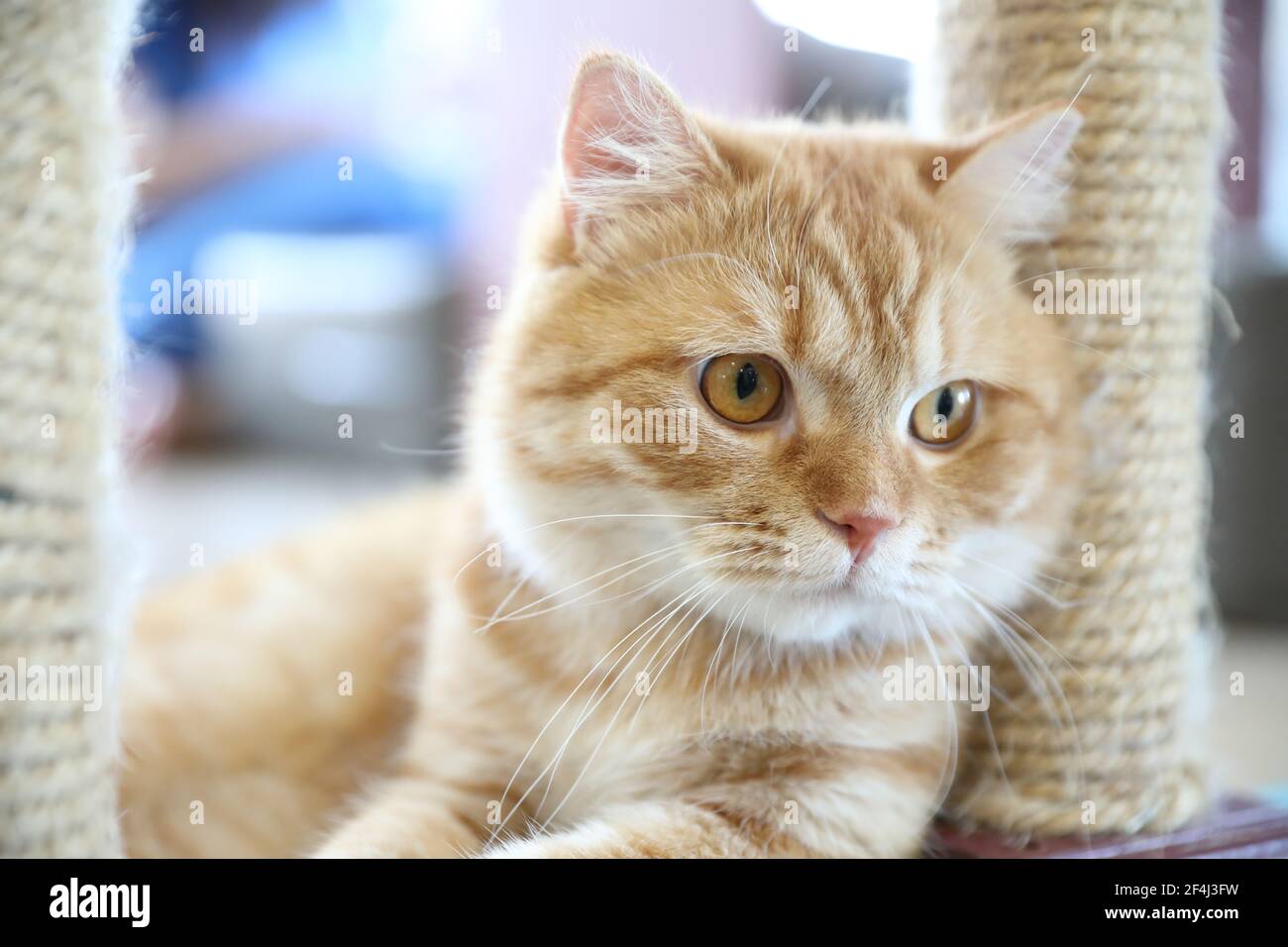 Cute cat looking relax Stock Photo - Alamy
