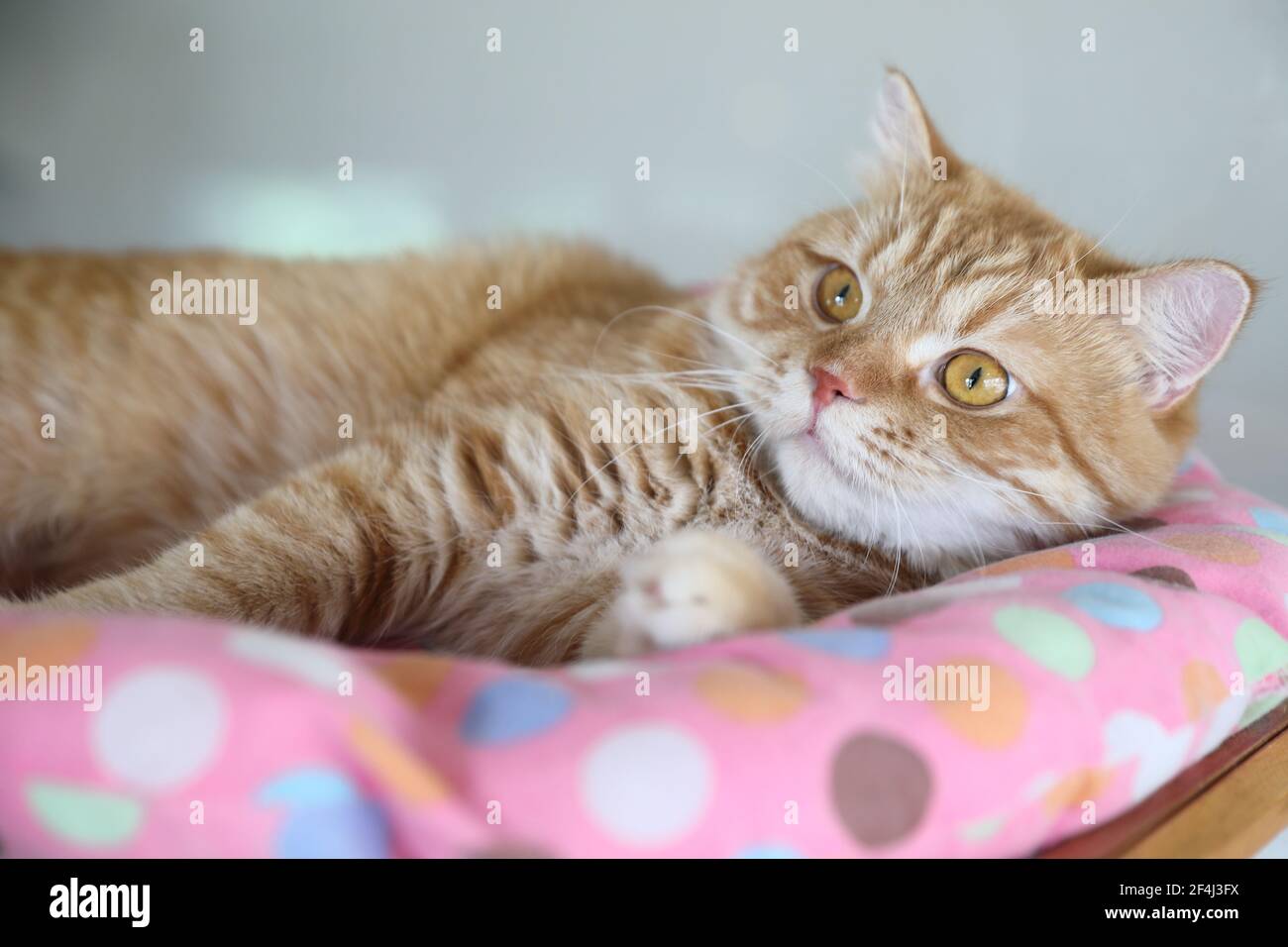 Cute cat looking relax Stock Photo - Alamy