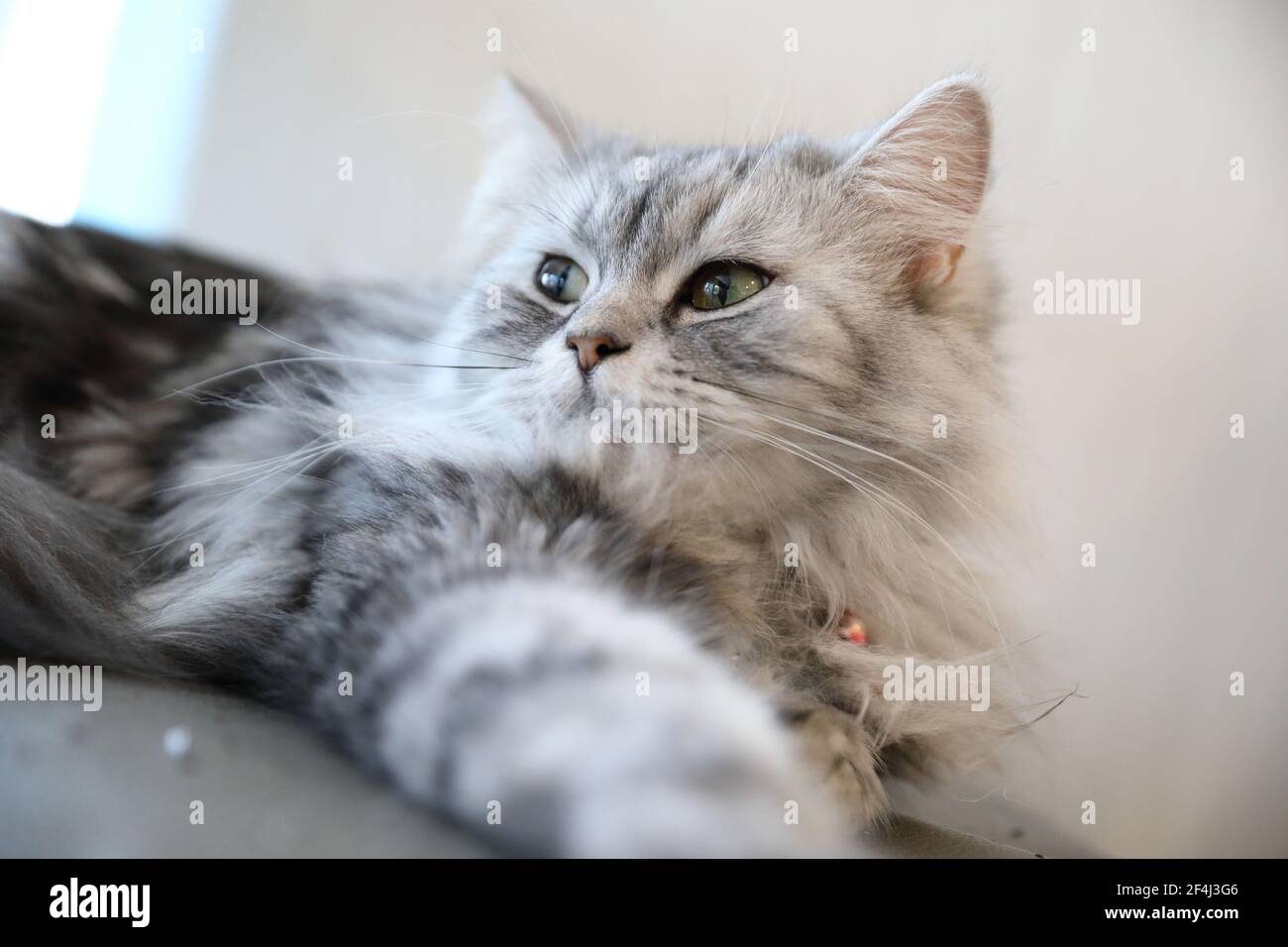 Cute cat looking relax Stock Photo - Alamy