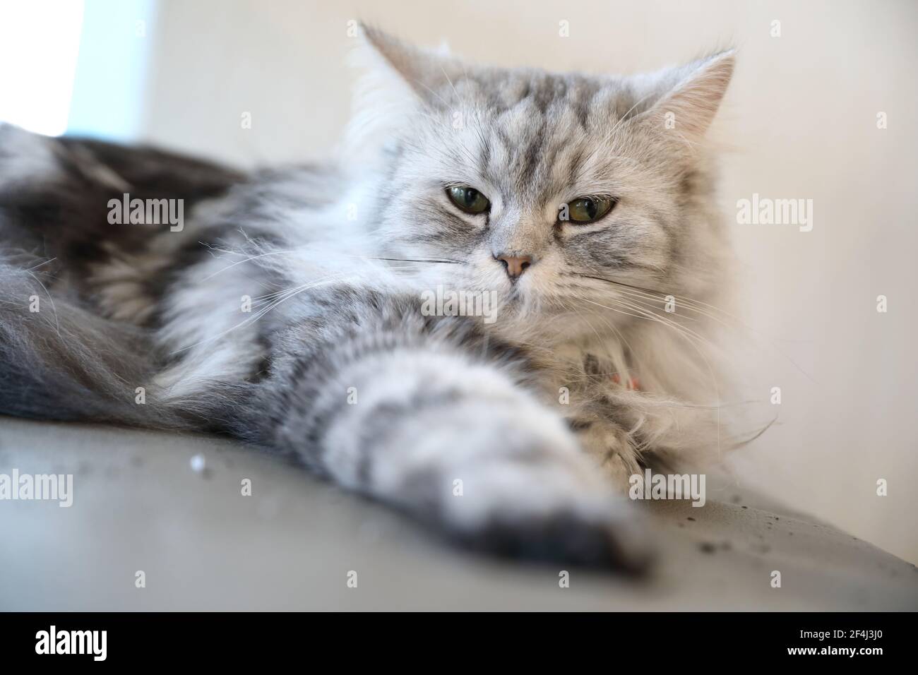 Cute cat looking relax Stock Photo - Alamy