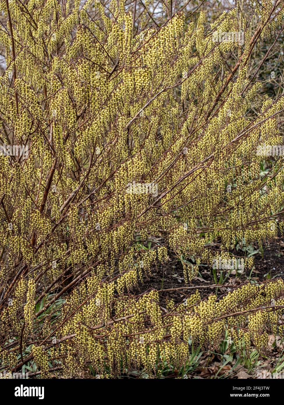 Single Stachyurus Rubriflorus flower spike in spring Stock Photo - Alamy