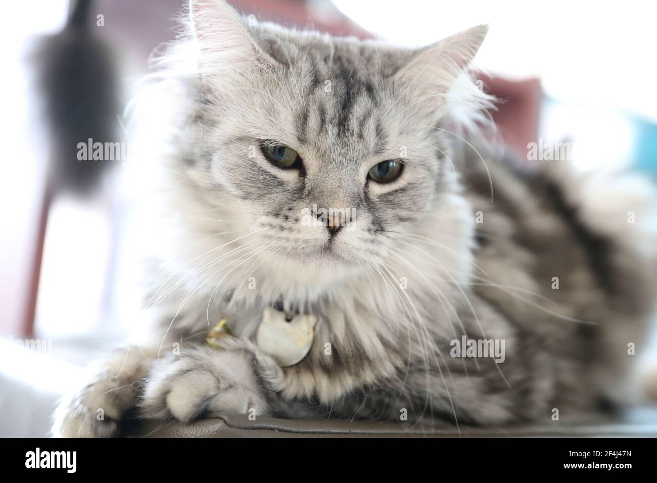 Cute cat looking relax Stock Photo - Alamy