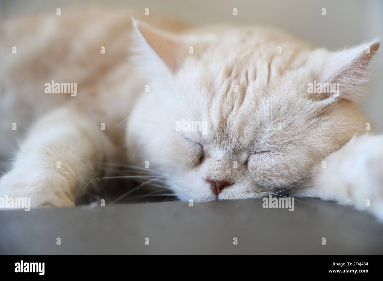 Cute cat looking relax Stock Photo - Alamy