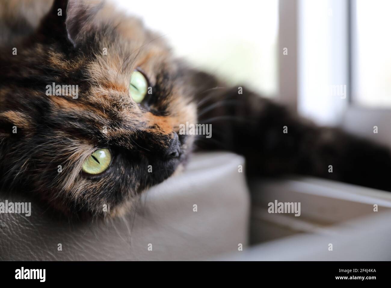 Cute cat looking relax Stock Photo - Alamy