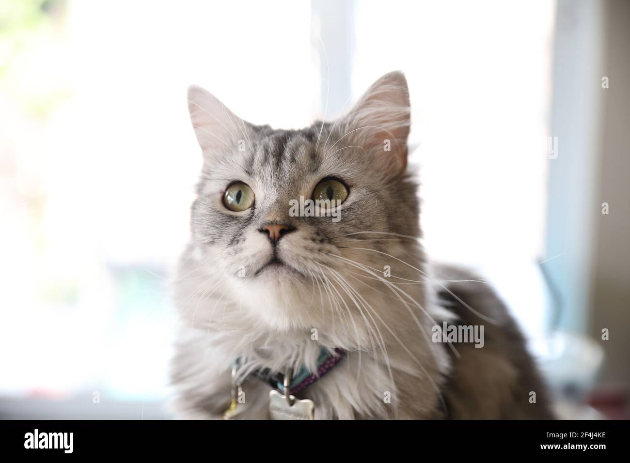 Cute cat looking relax Stock Photo - Alamy