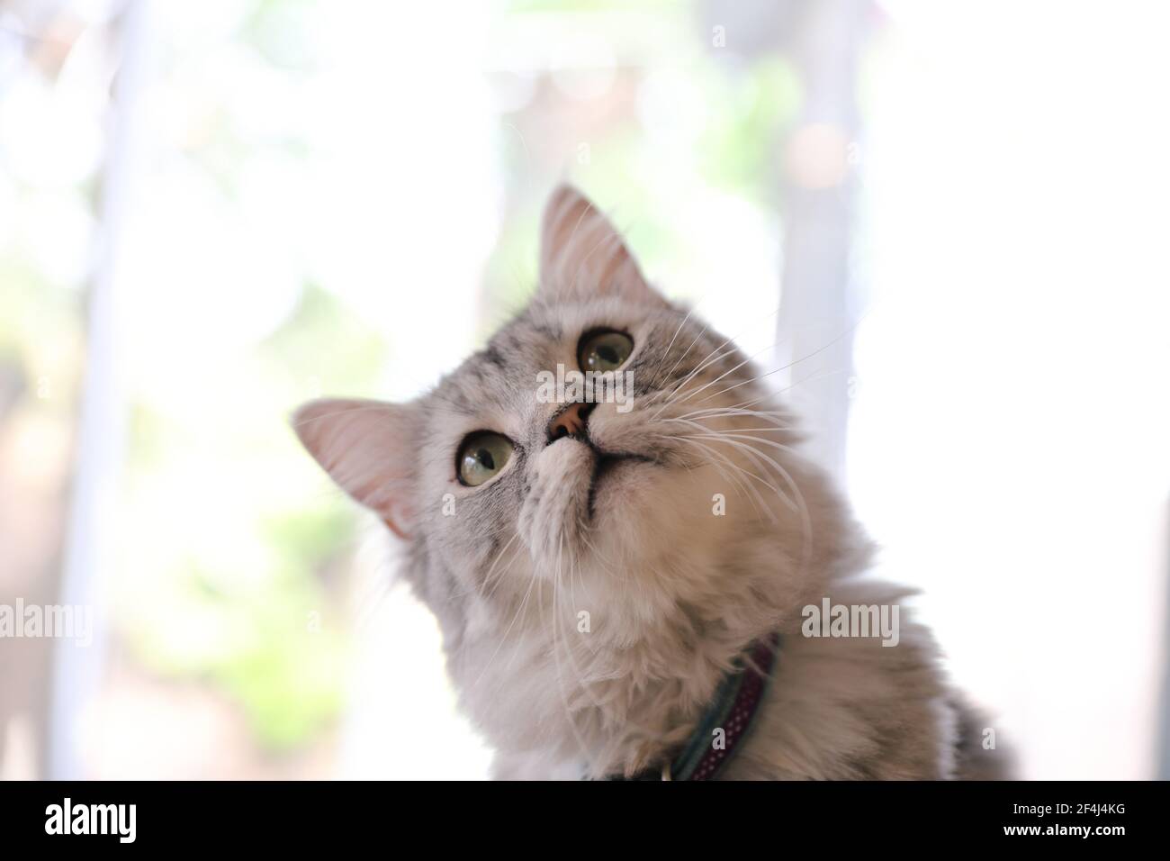 Cute cat looking relax Stock Photo - Alamy