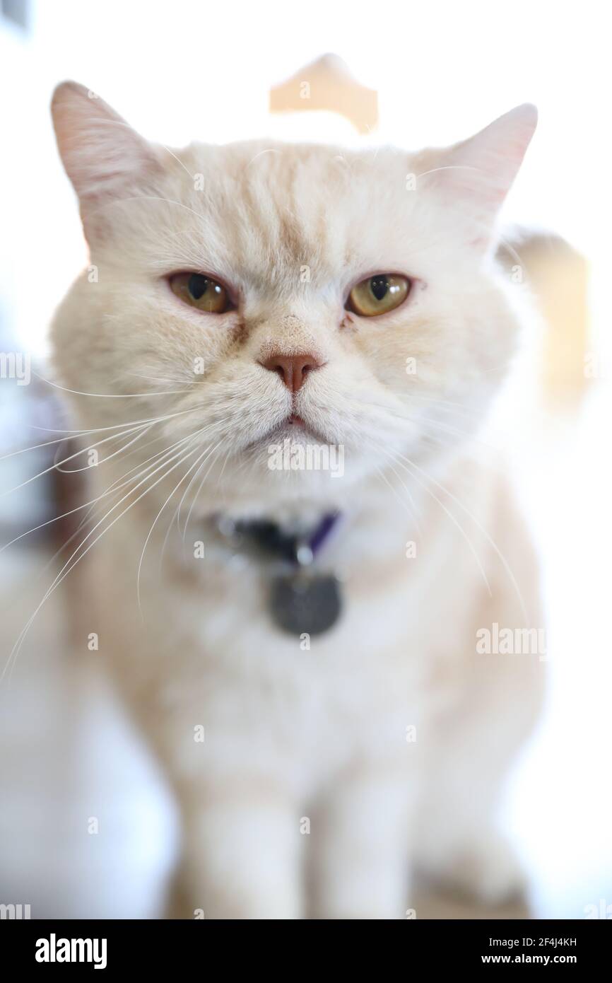 Cute cat looking relax Stock Photo - Alamy