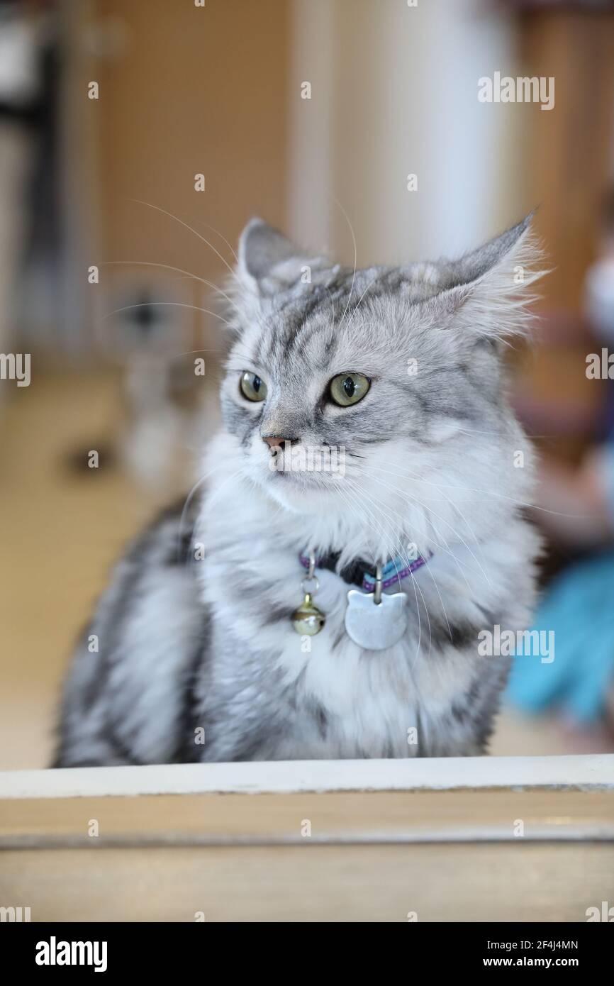 Cute cat looking relax Stock Photo - Alamy