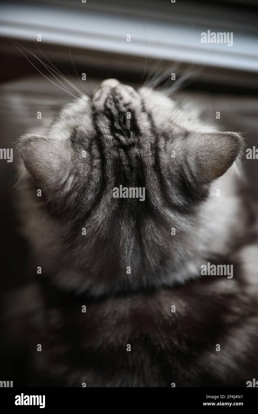 Cute cat head looking relax Stock Photo - Alamy