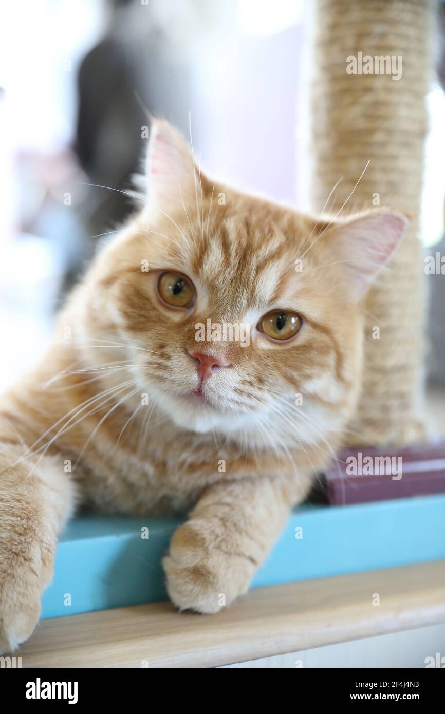Cute cat looking relax Stock Photo - Alamy