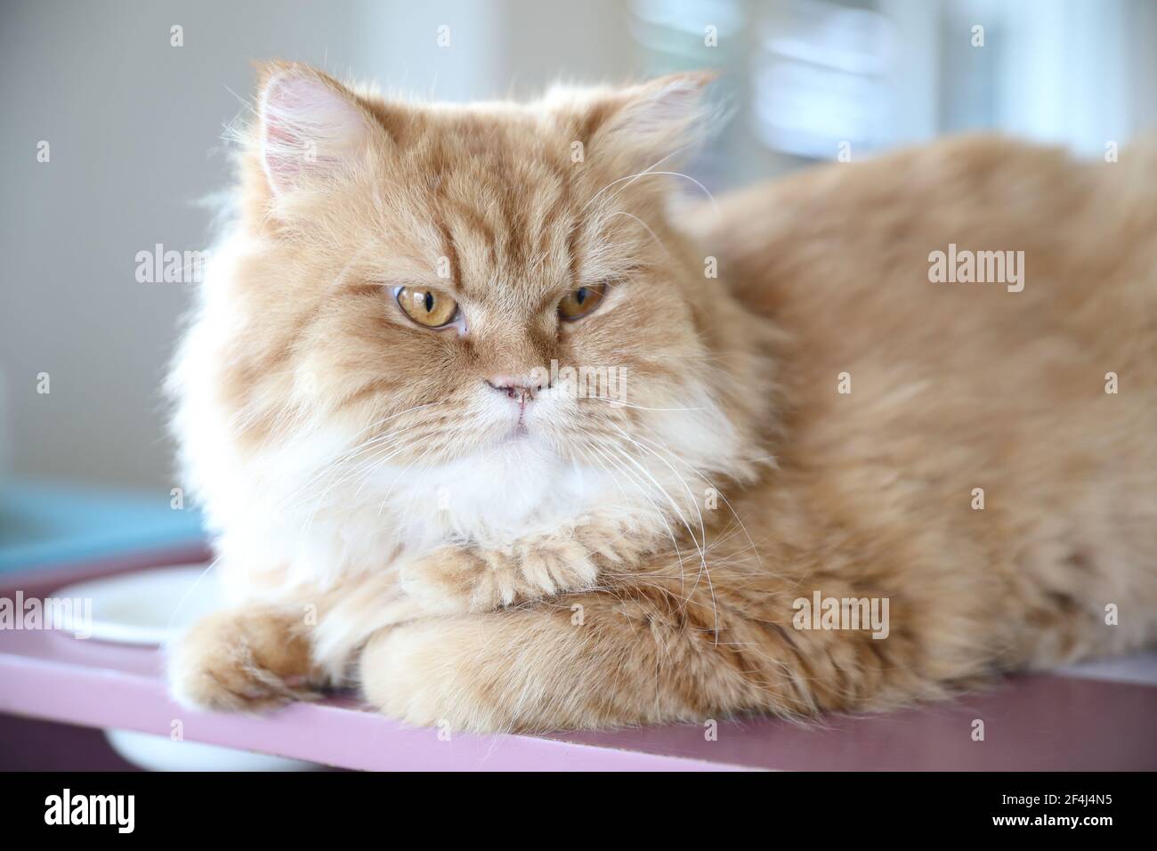 Cute cat looking relax Stock Photo - Alamy