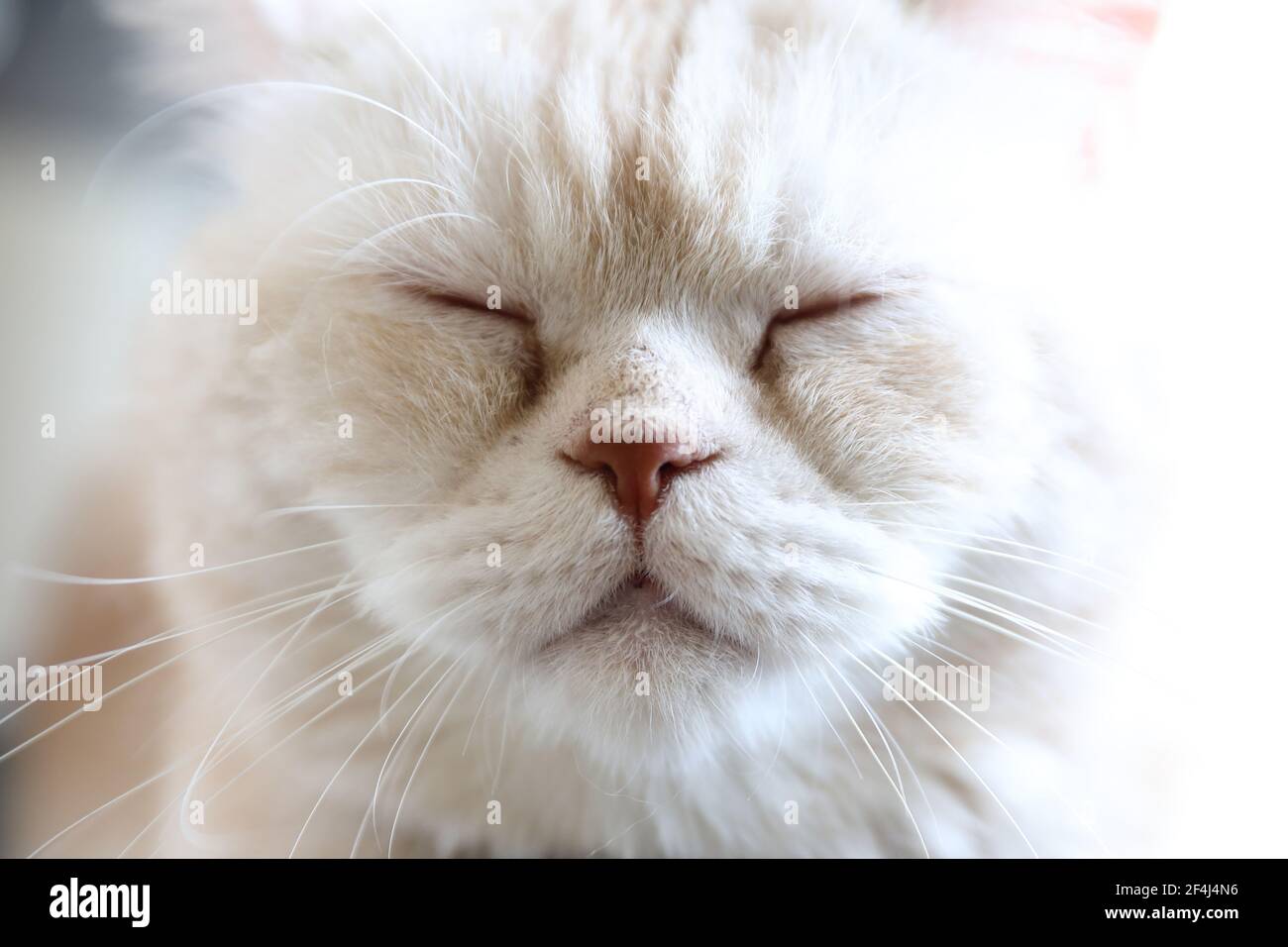 Cute cat looking relax Stock Photo - Alamy