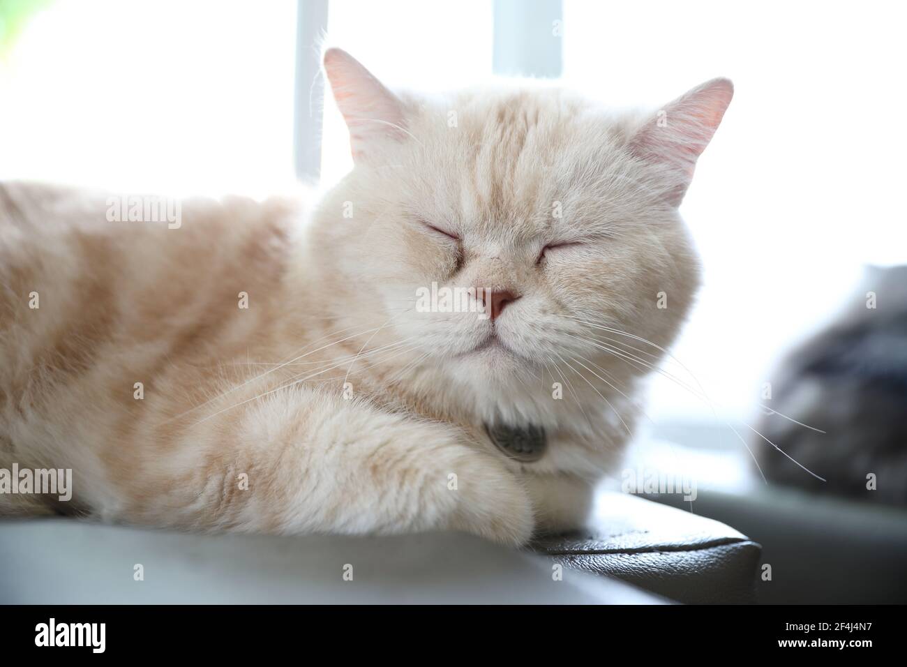 Cute cat looking relax Stock Photo - Alamy