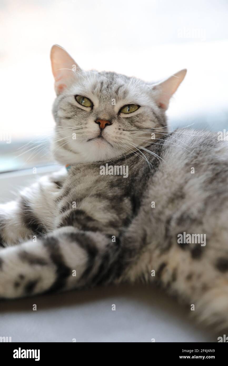 Cute cat looking relax Stock Photo - Alamy