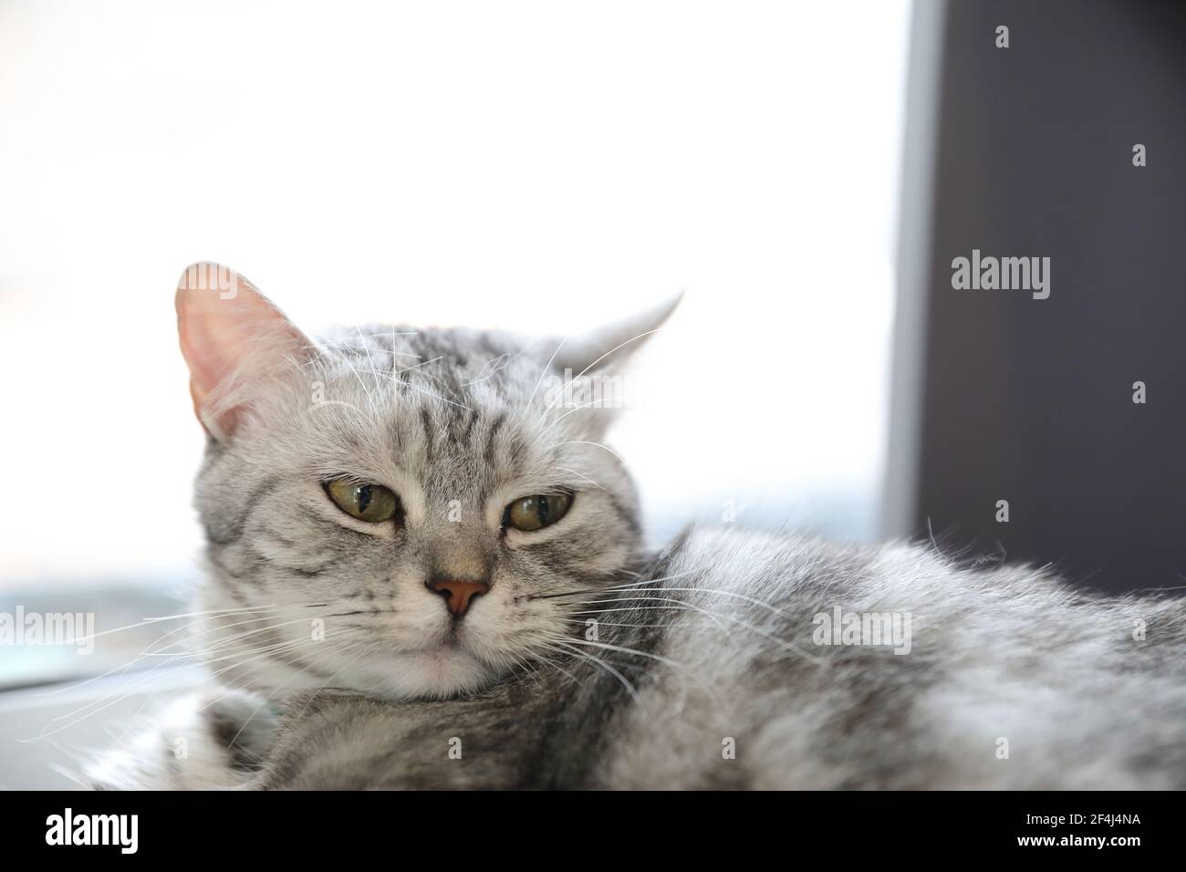 Cute cat looking relax Stock Photo - Alamy