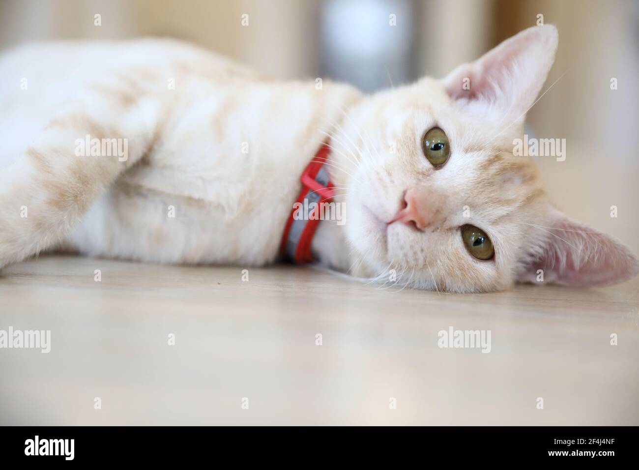 Cute cat looking relax Stock Photo - Alamy