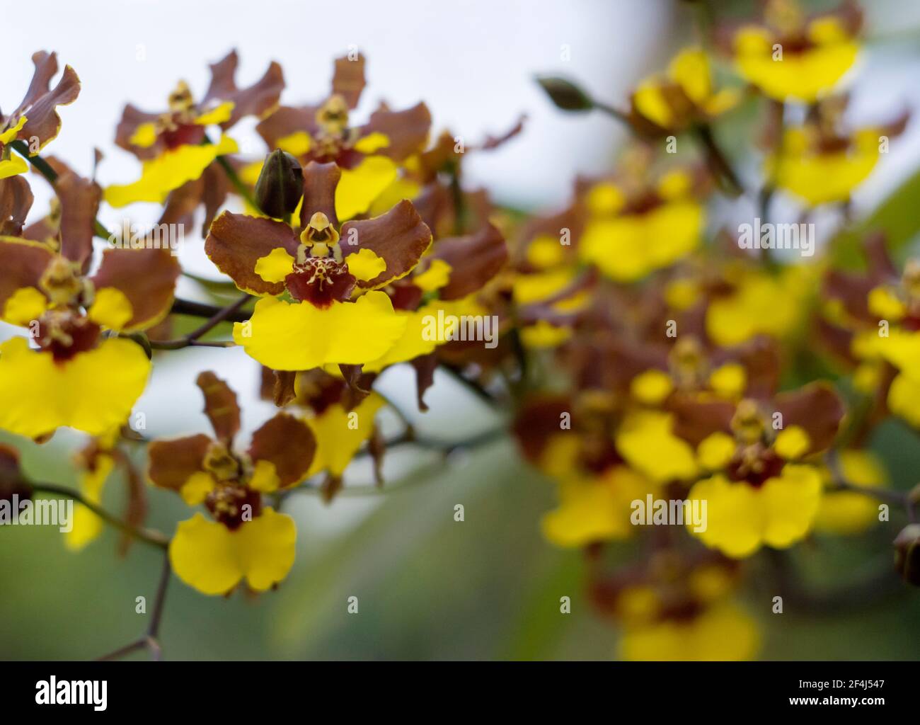 Oncidium Croesus Orchid flower, yellow and maroon/brown. Narrow depth ...