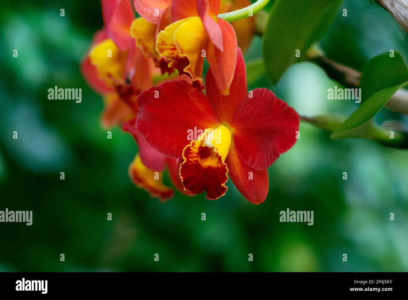 Cattleya orchids. Close-up with soft background Stock Photo - Alamy