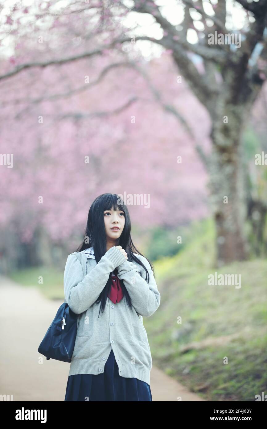 Japanese school girl dress looking sakura flower nature walkway Stock ...