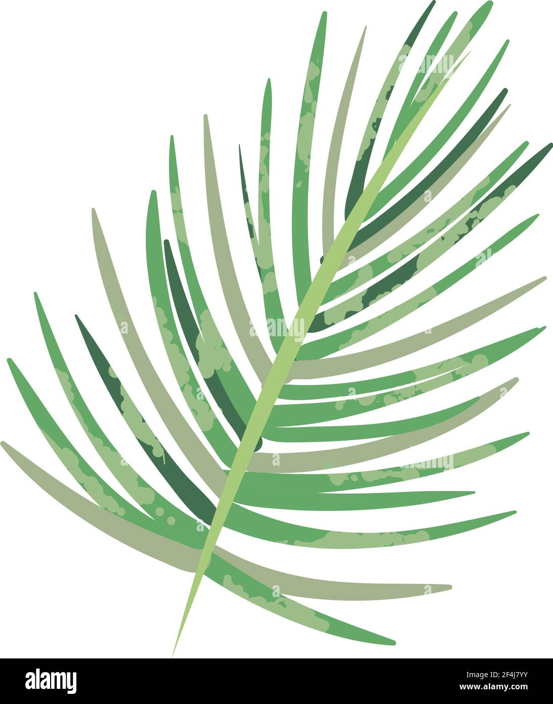 plant leaf on white background Stock Vector Image & Art - Alamy