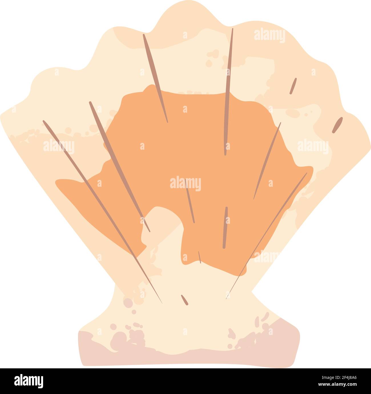 Sea shell on white background Stock Vector Image & Art - Alamy