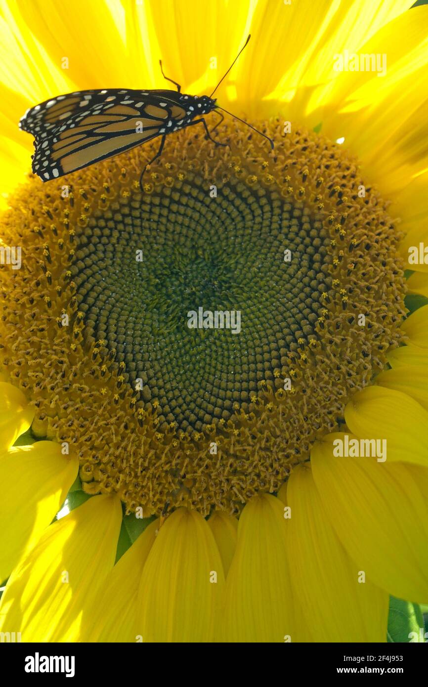 Giant Russian Mammoth Sunflower Attracts a Monarch Butterfly Stock ...