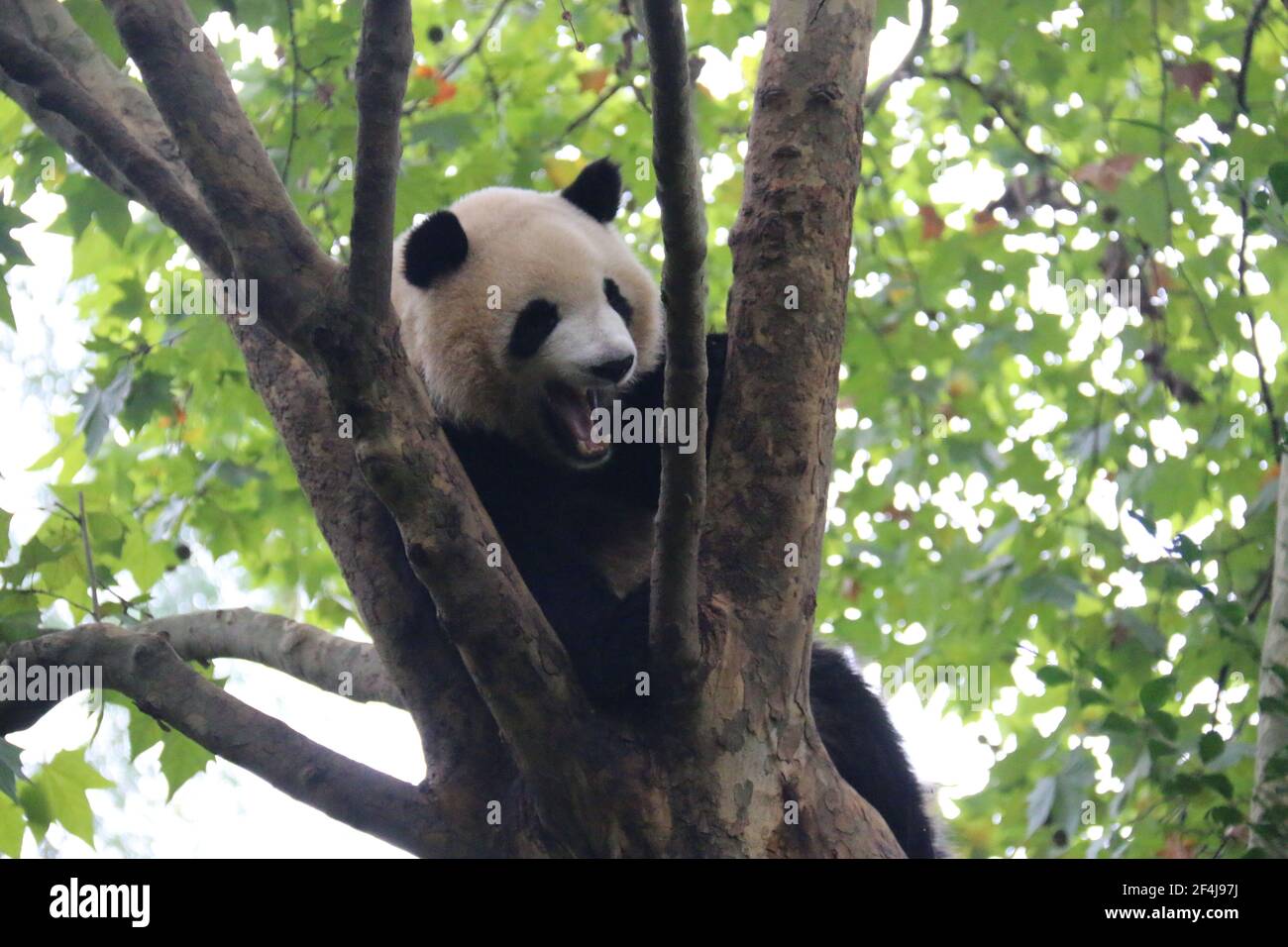 Photo shows giant pandas at Chengdu Research Base of Giant Panda ...