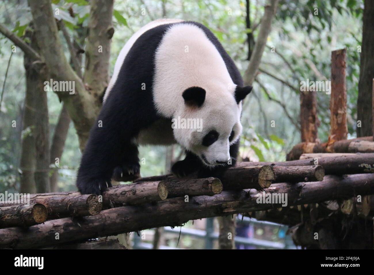 Photo shows giant pandas at Chengdu Research Base of Giant Panda ...