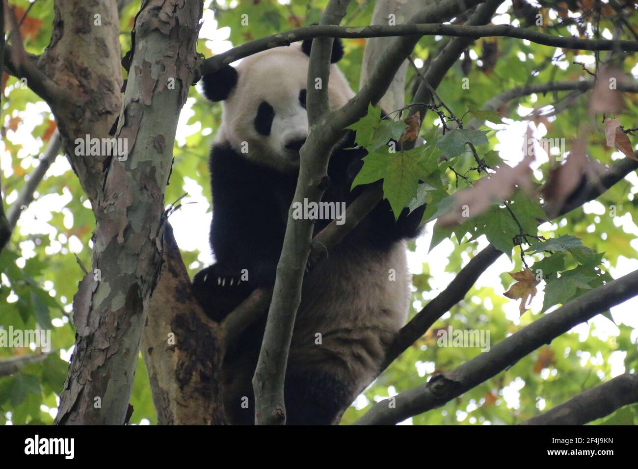Photo shows giant pandas at Chengdu Research Base of Giant Panda ...