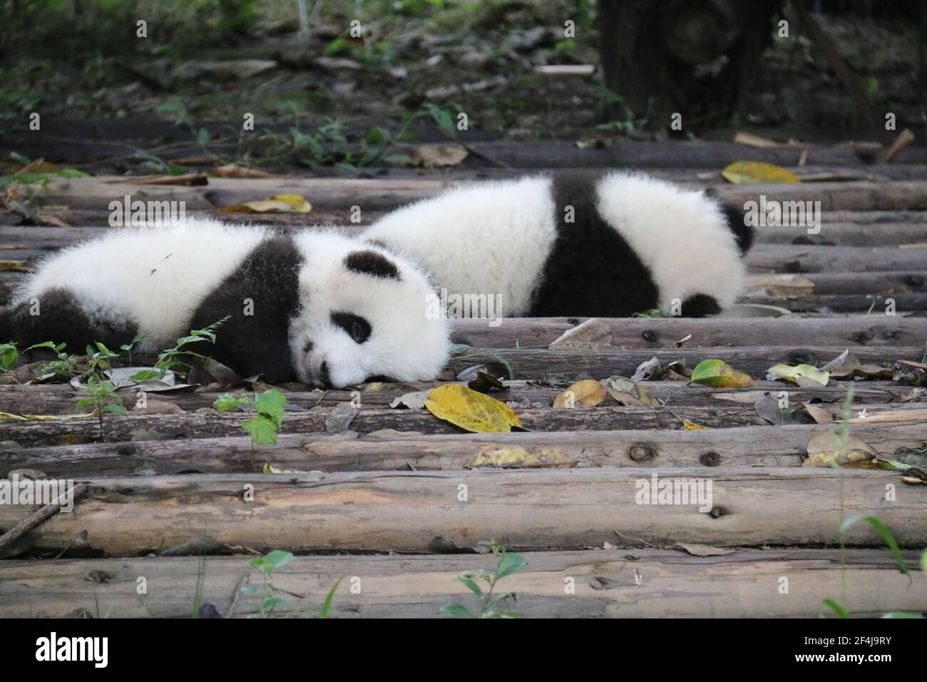 Photo shows giant pandas at Chengdu Research Base of Giant Panda ...