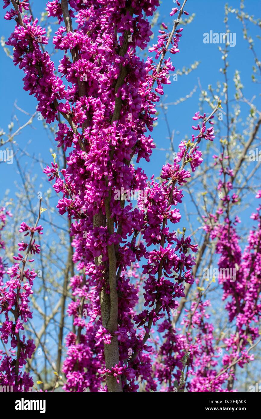 Tree bloom blossom beautiful flowers in spring season Stock Photo - Alamy
