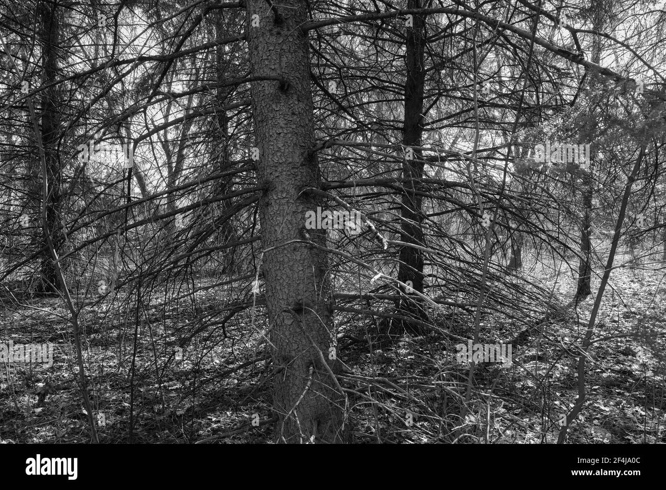 McMichael Canadian Art Collection with sculptures by Ivan Eyre Stock ...