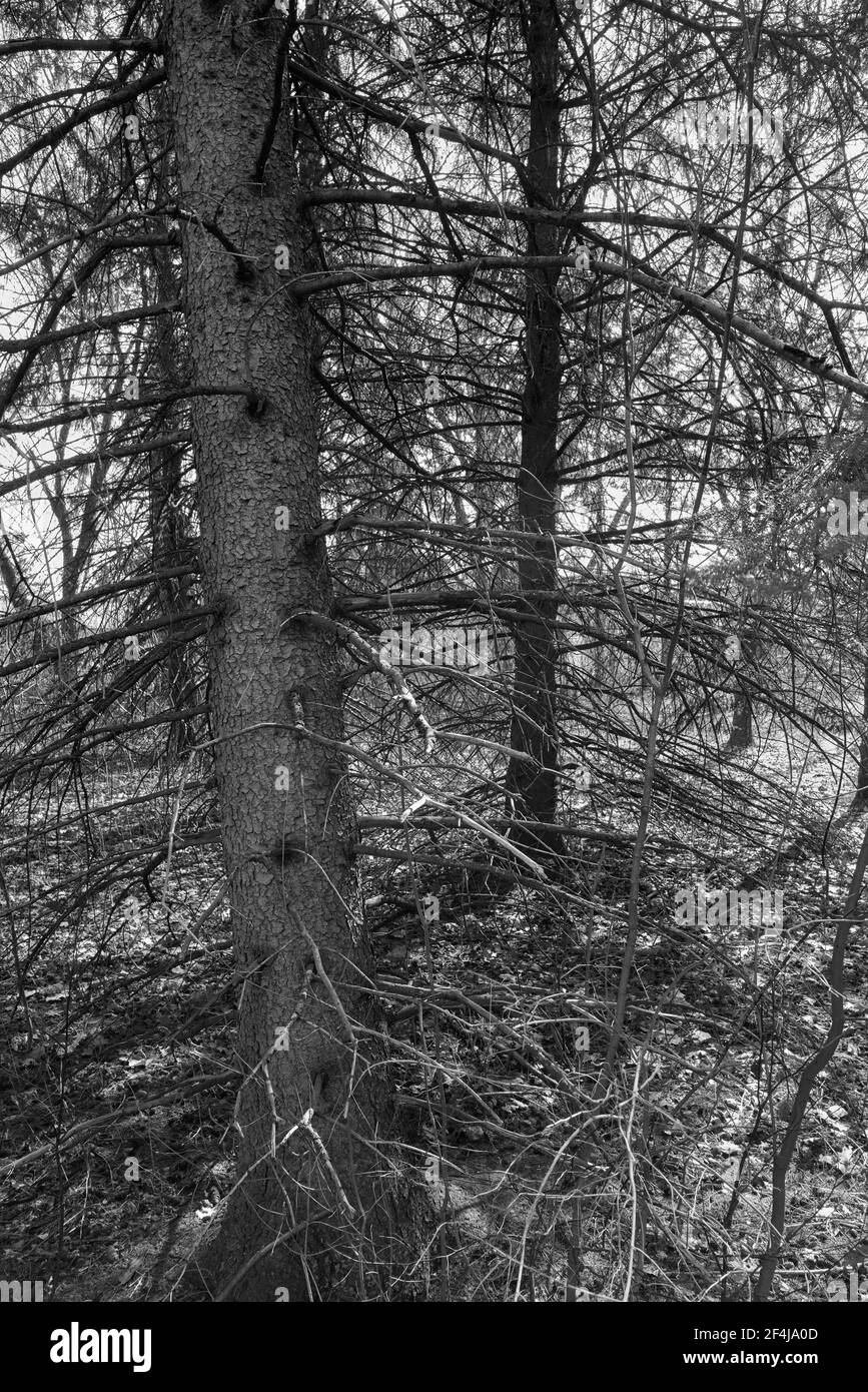 McMichael Canadian Art Collection with sculptures by Ivan Eyre Stock ...