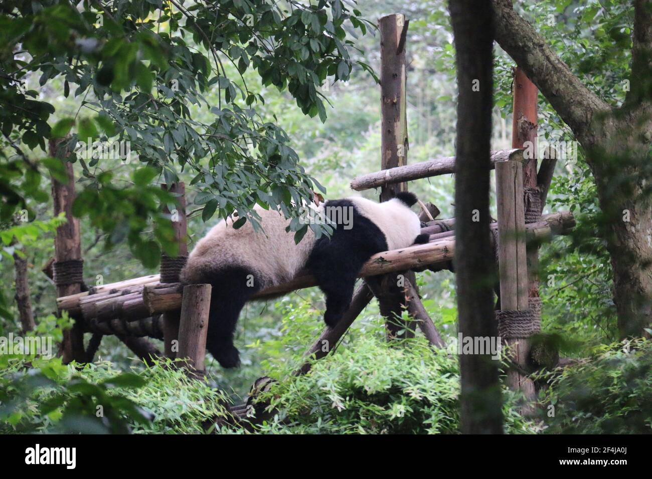 Photo shows giant pandas at Chengdu Research Base of Giant Panda ...