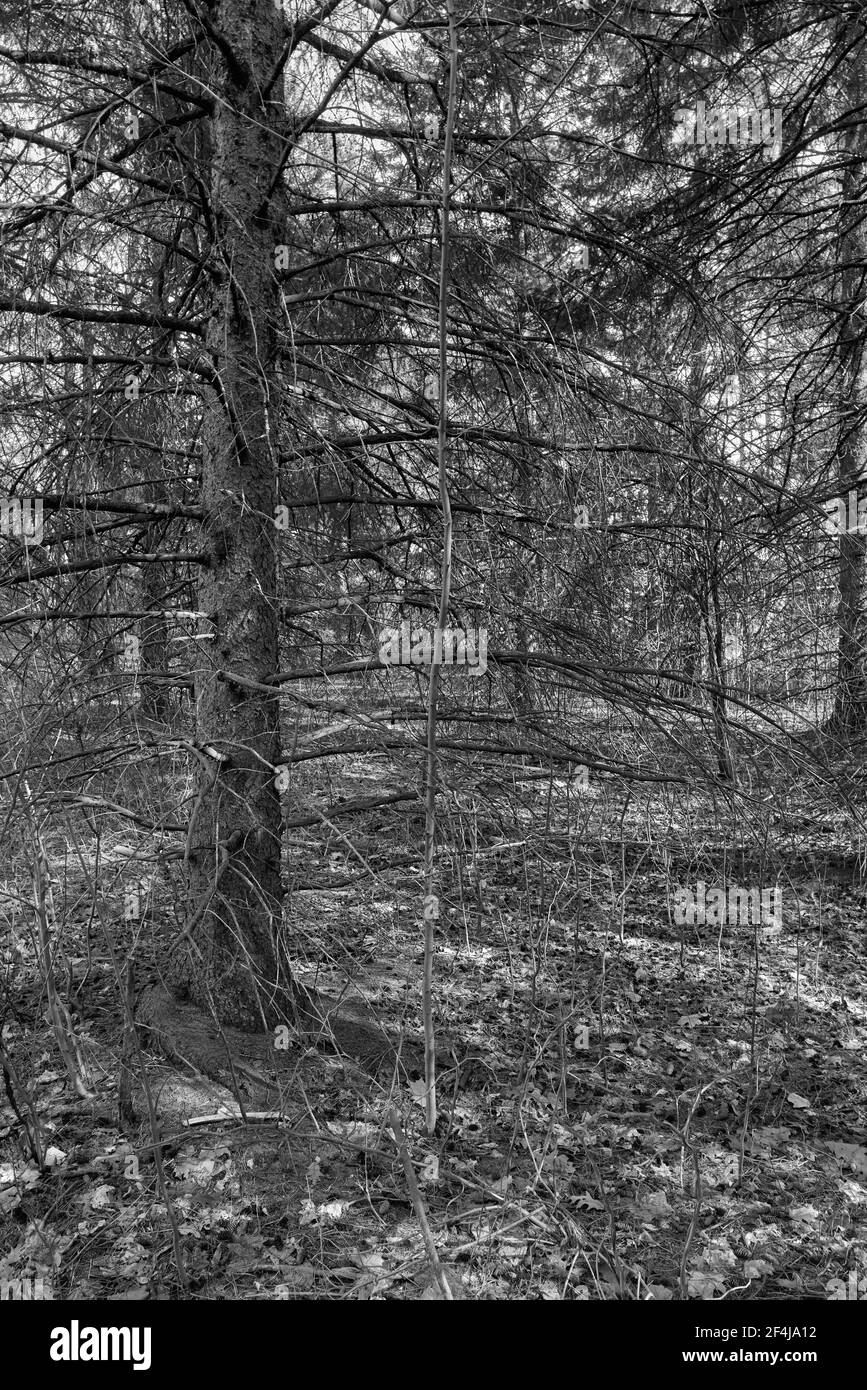 McMichael Canadian Art Collection with sculptures by Ivan Eyre Stock ...