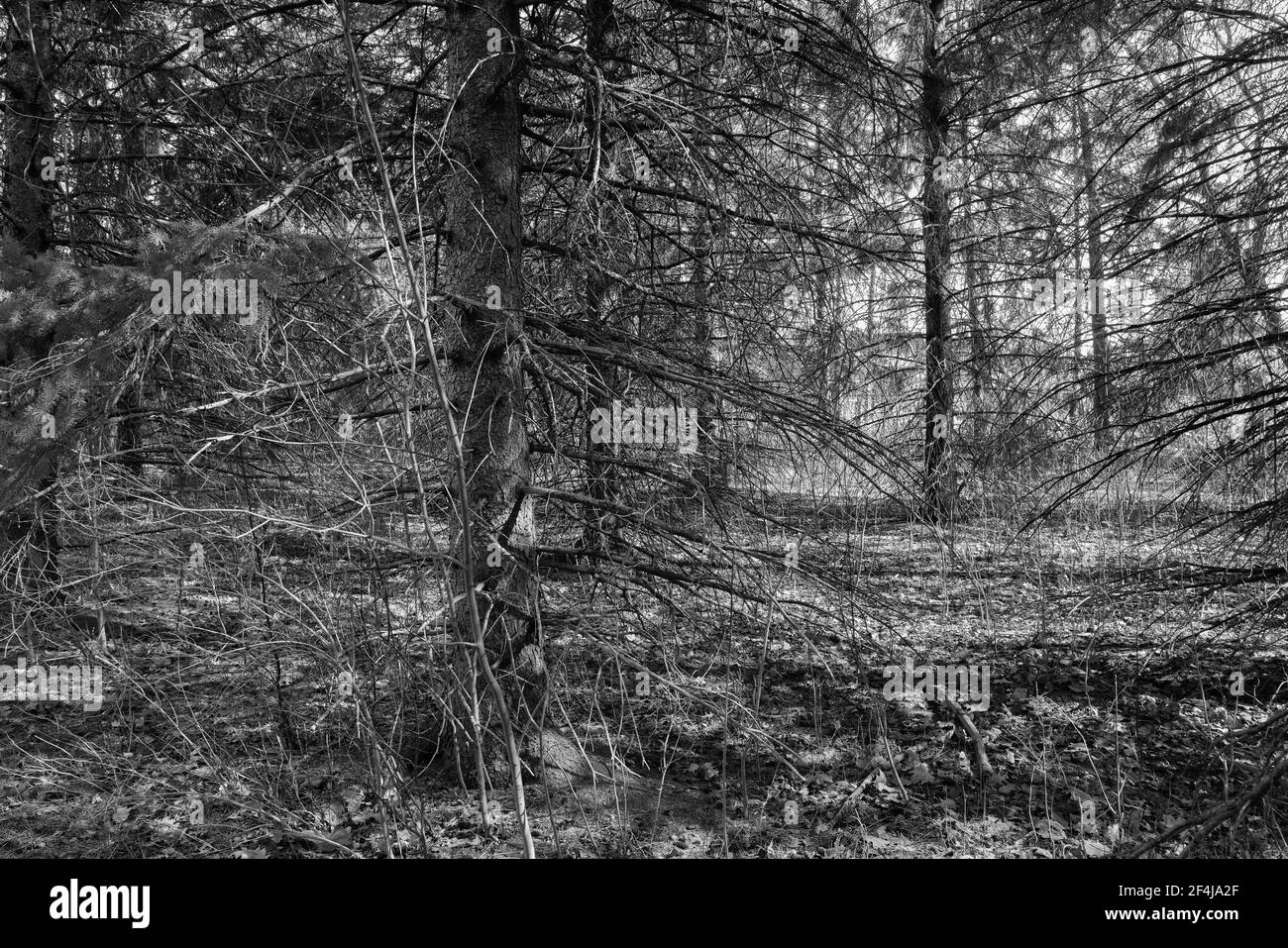 McMichael Canadian Art Collection with sculptures by Ivan Eyre Stock ...