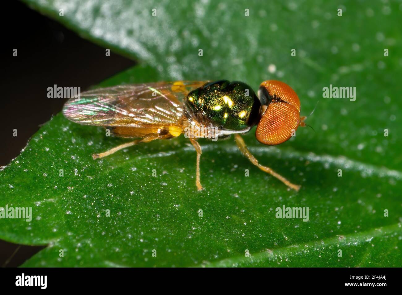 Macro Photography of Beautiful Fly on Green Leaf Stock Photo - Alamy